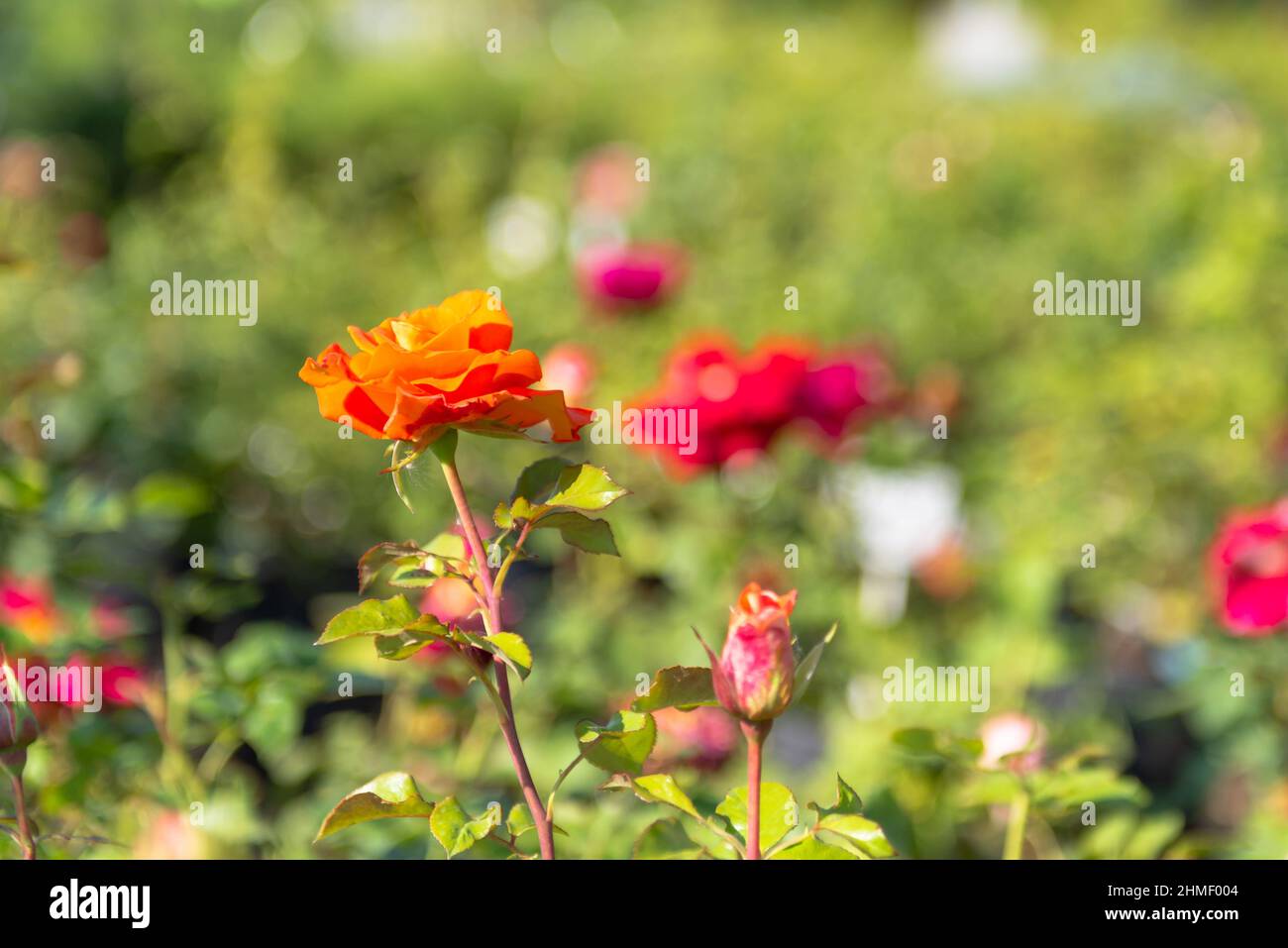 Combined rose hi-res stock photography and images - Alamy