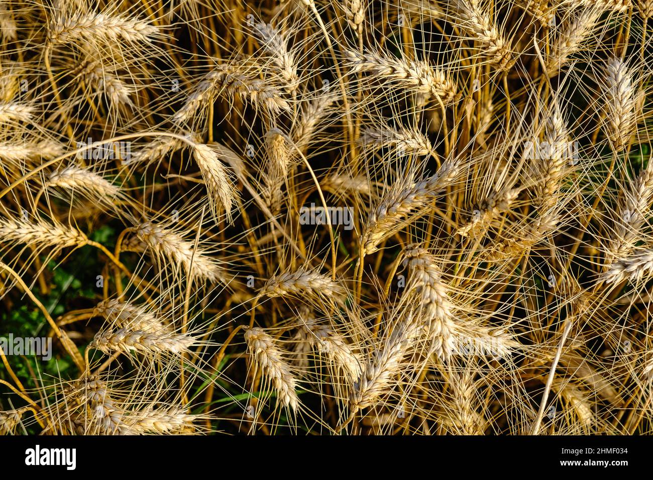 Froment barbu hi-res stock photography and images - Alamy