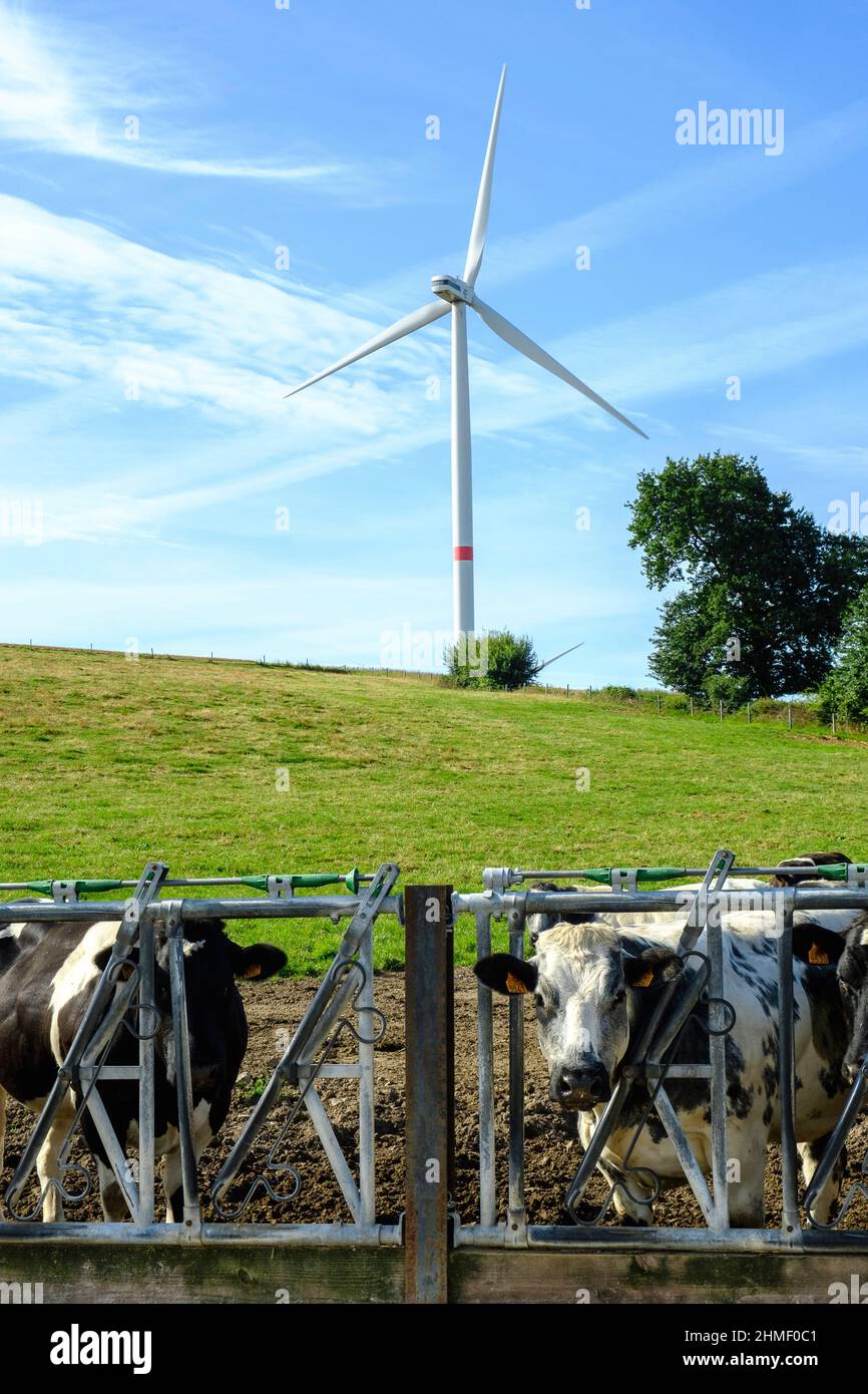 Wind farm in the middle of the fields near a cow farm Electricity ...