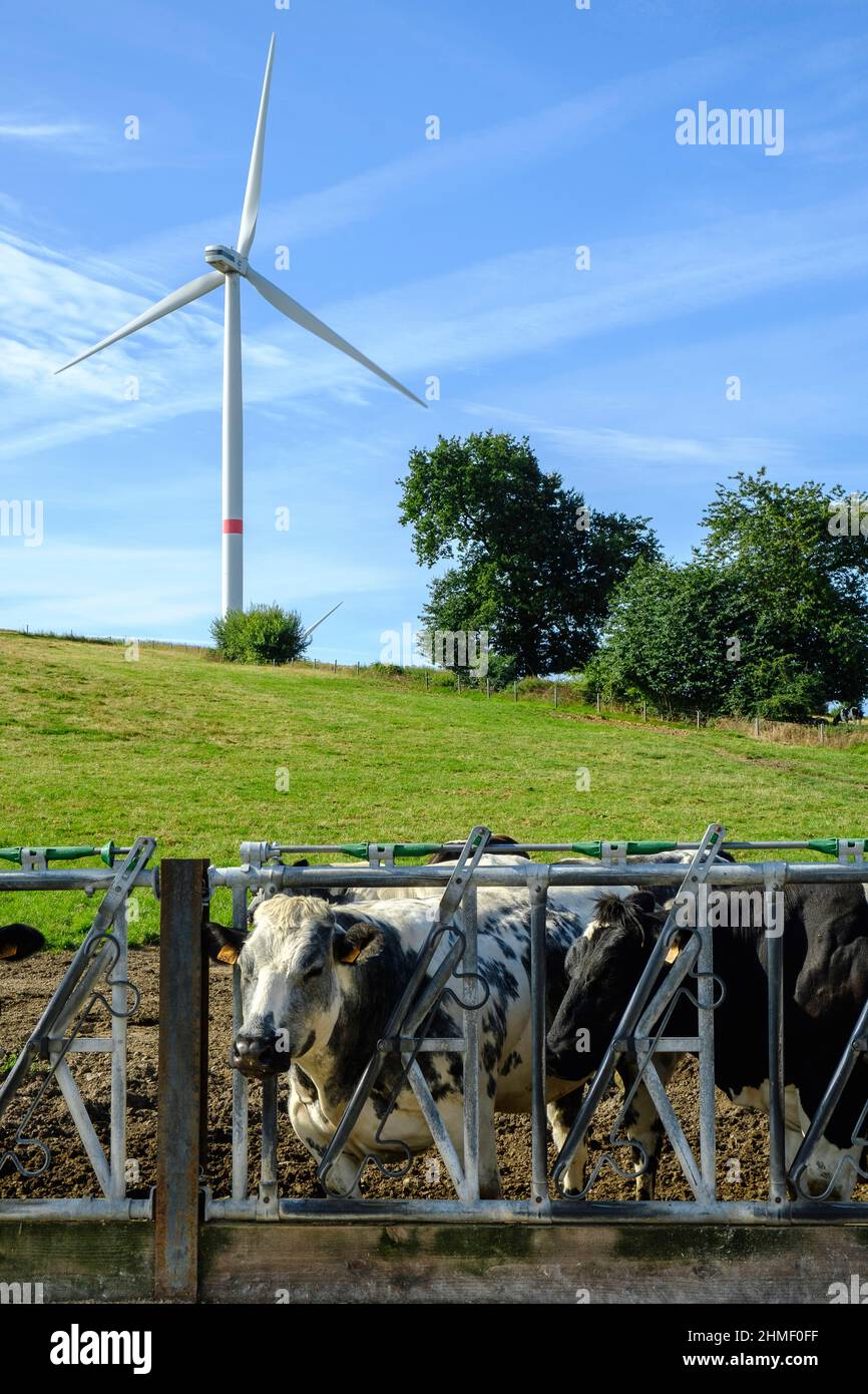Wind farm in the middle of the fields near a cow farm Electricity ...