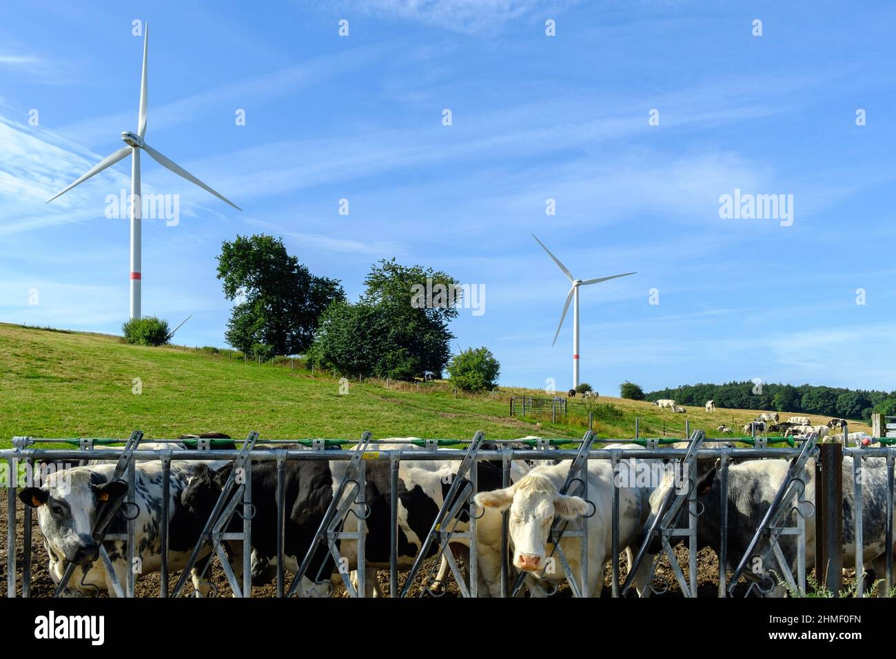 Wind farm in the middle of the fields near a cow farm Electricity ...