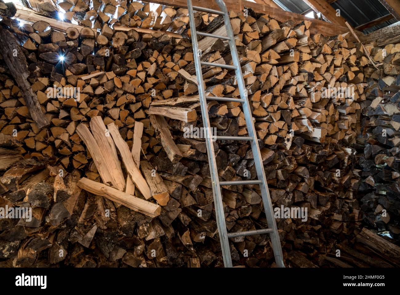 Old split maple tree hi-res stock photography and images - Alamy