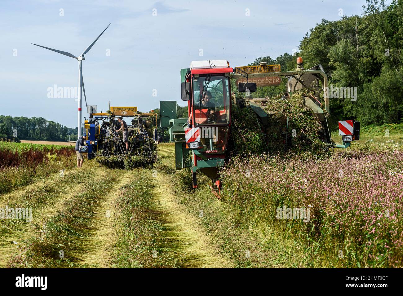 Grubbling up the flax in order to preserve the full lenght of the ...
