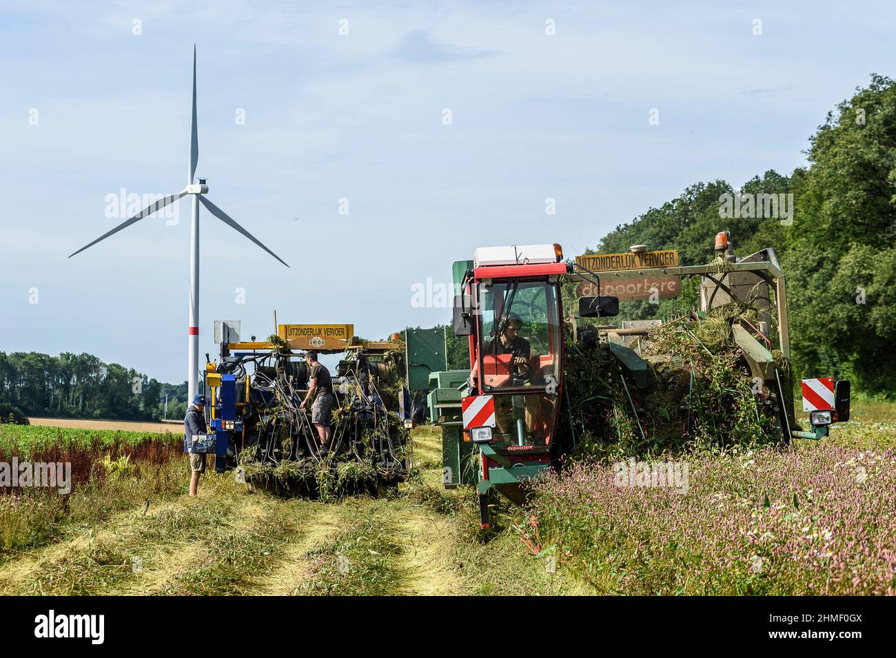Grubbling up the flax in order to preserve the full lenght of the ...