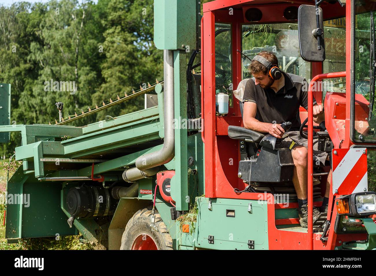 Grubbling up the flax in order to preserve the full lenght of the ...
