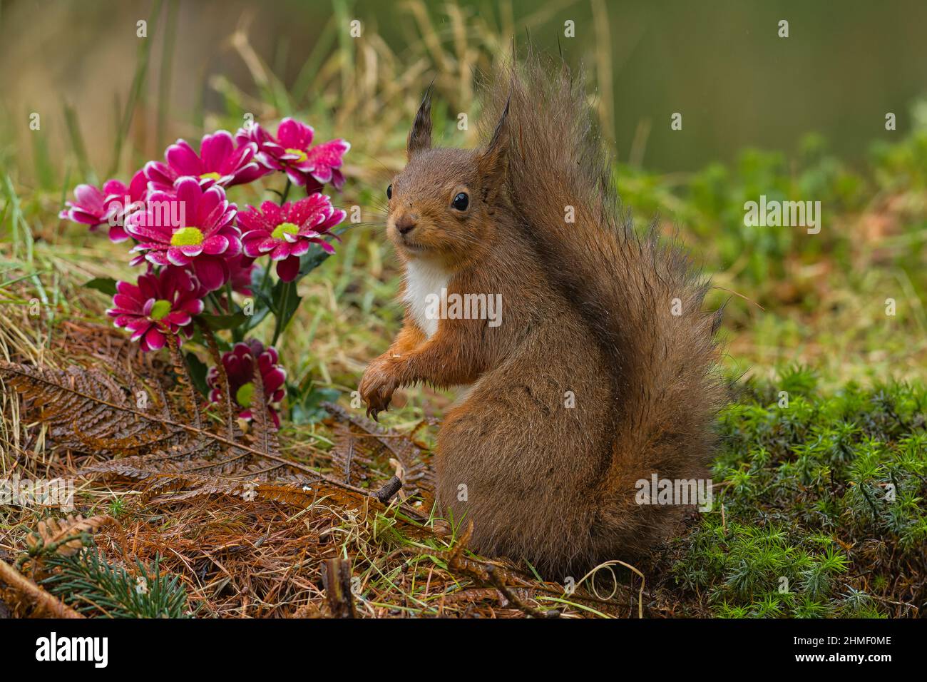 Red squirrel flowers hi-res stock photography and images - Alamy