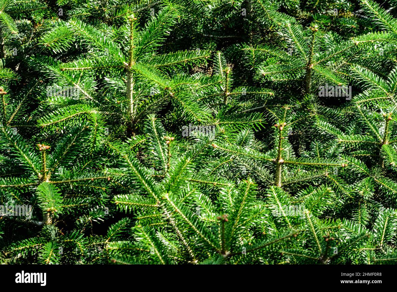 In september, the Nordmann pine of the Green Cap company are transfered ...