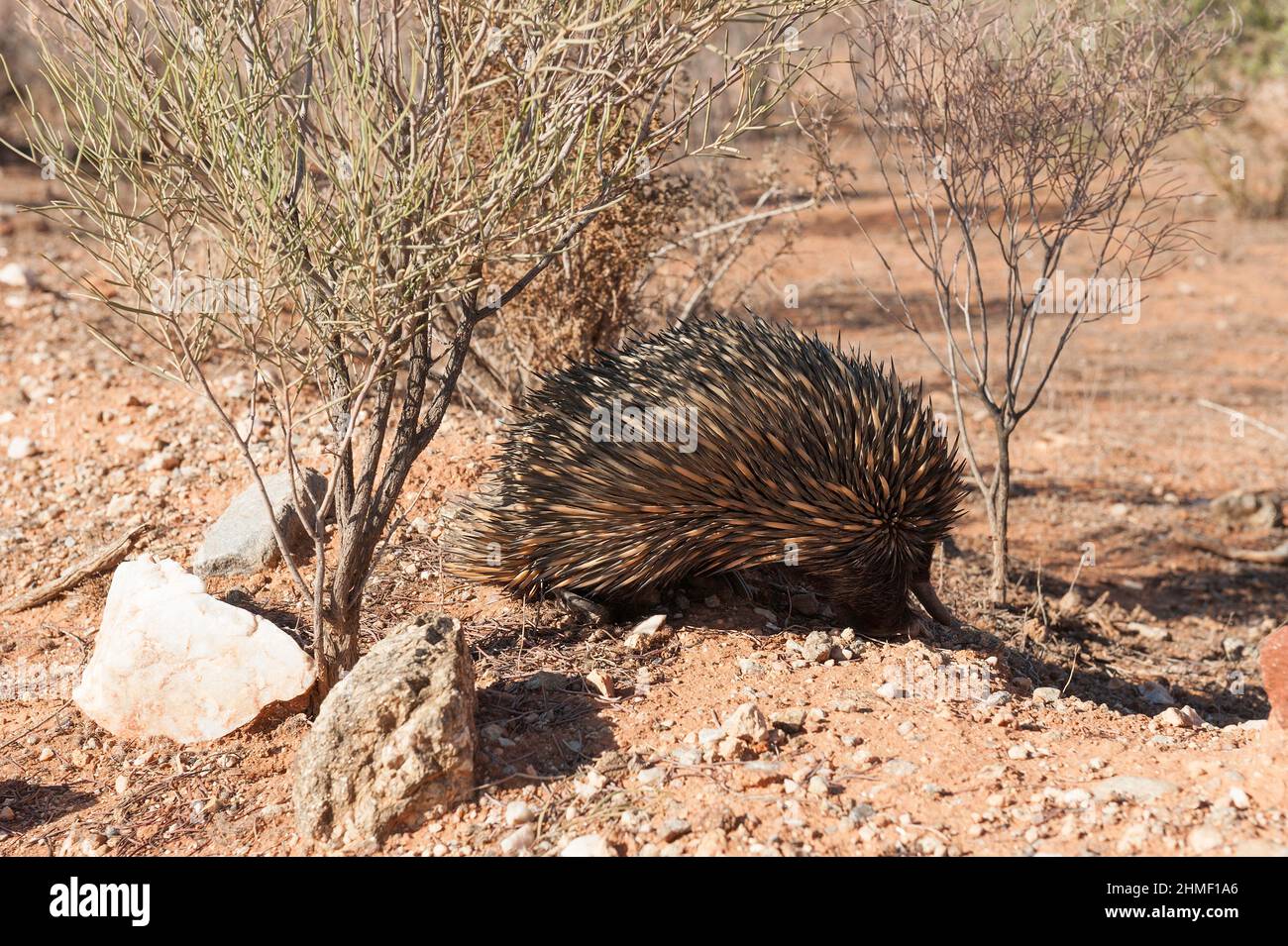 New guinea short beaked echidna hi-res stock photography and images - Alamy