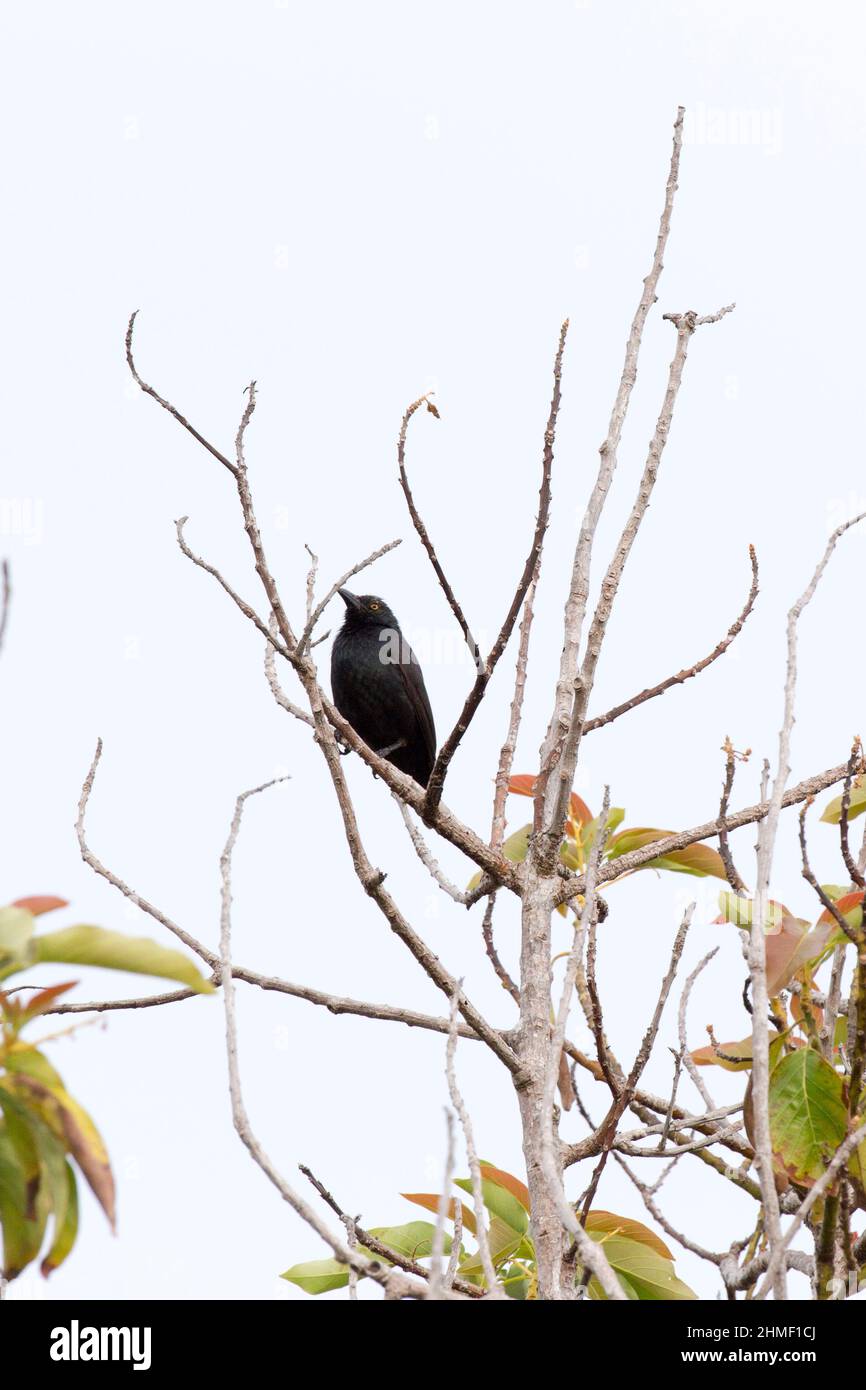 View of passeriformes, bird on tree, in New Caledonia Stock Photo - Alamy