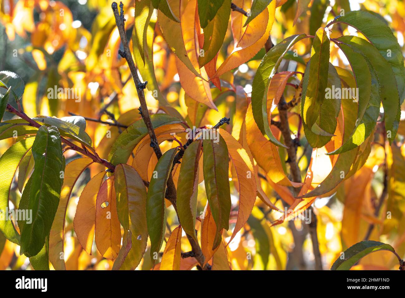 Sunlight shines through autumn gold peach leaves on tree Stock Photo ...