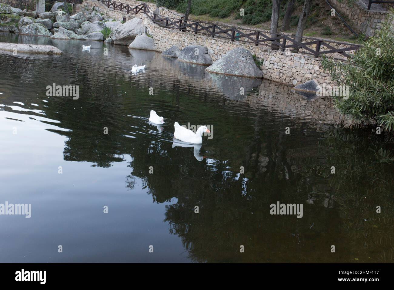Roman goose bird hi-res stock photography and images - Alamy