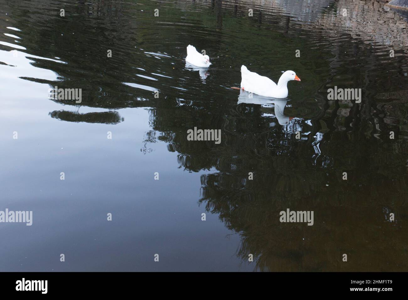 Roman goose bird hi-res stock photography and images - Alamy