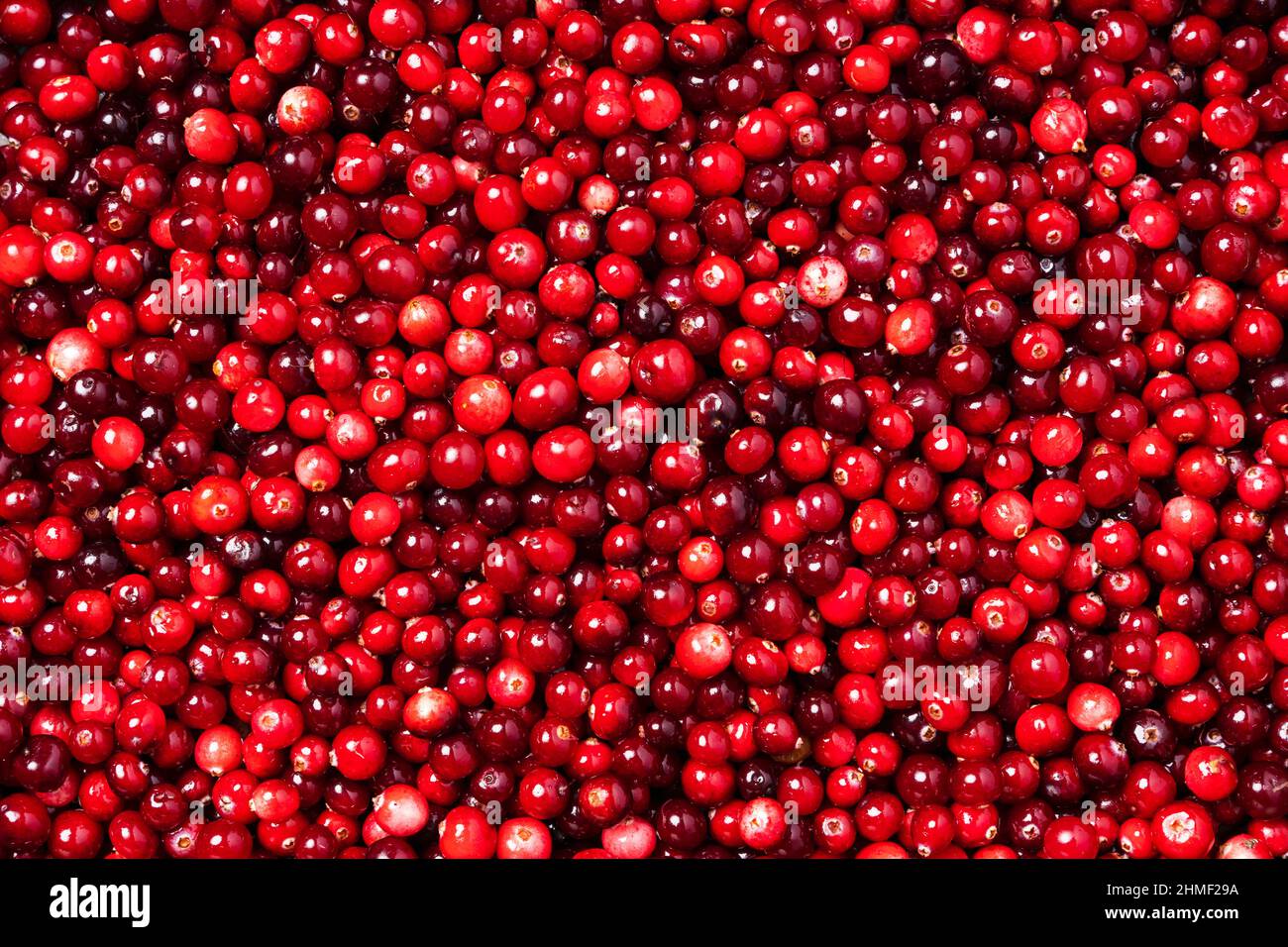 Background of ripe red cranberry berries, top view of cranberry berries ...