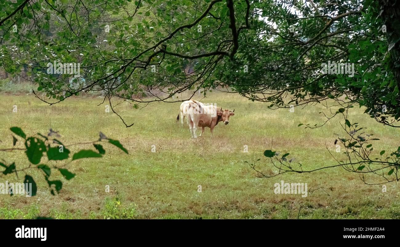 Under water animal cow hi-res stock photography and images - Alamy