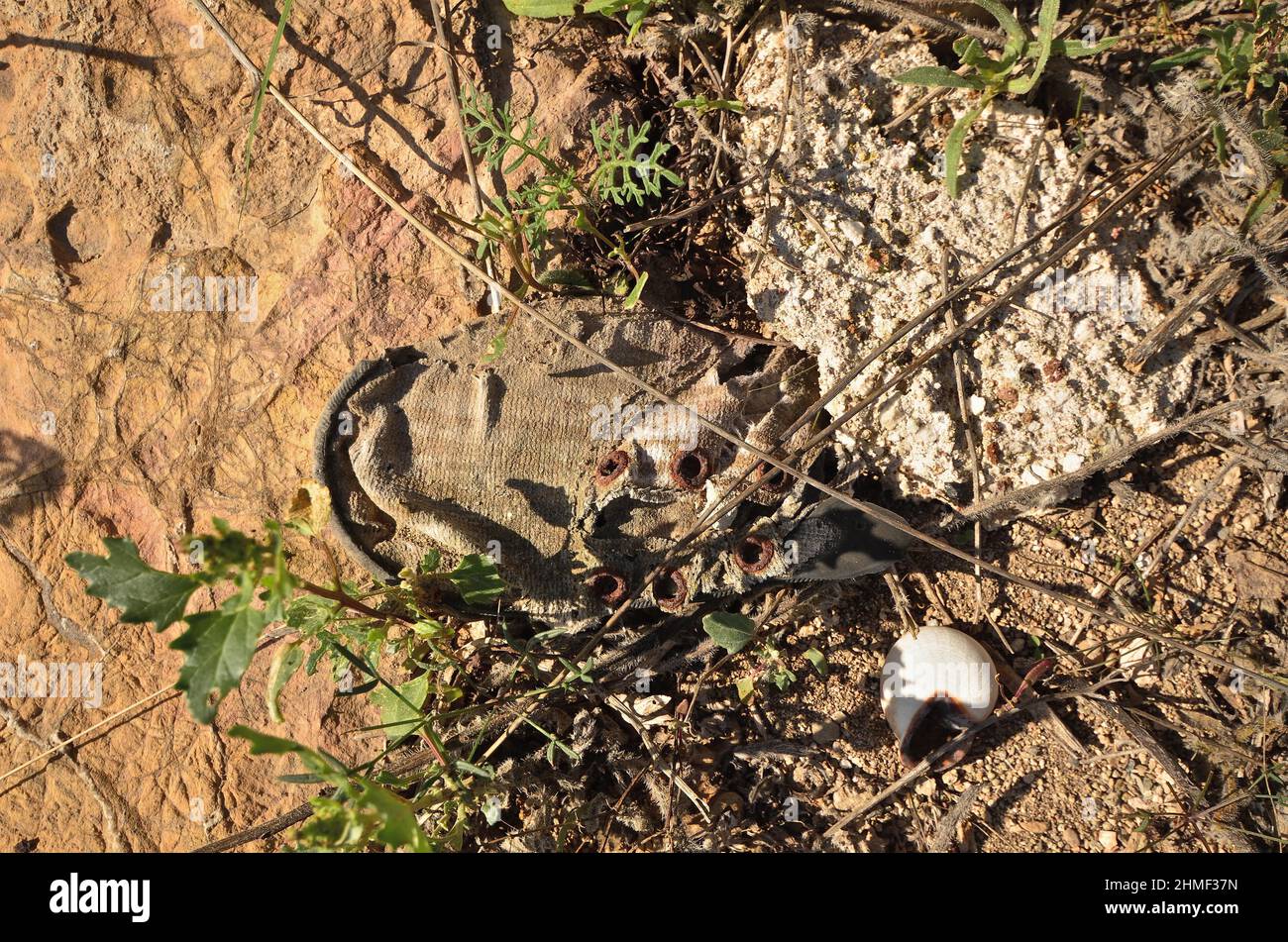 Canvas shoe grown in the ground, dilapidated canvas shoe, rotten shoe ...