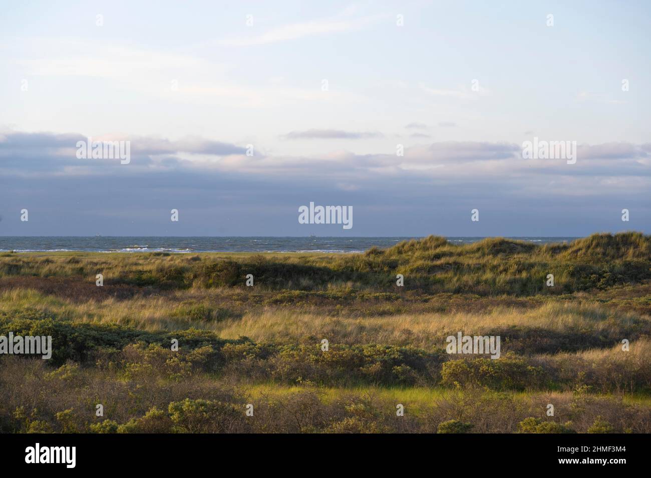 Overgrown dune landscape, Lower Saxony Wadden Sea National Park, Juist ...