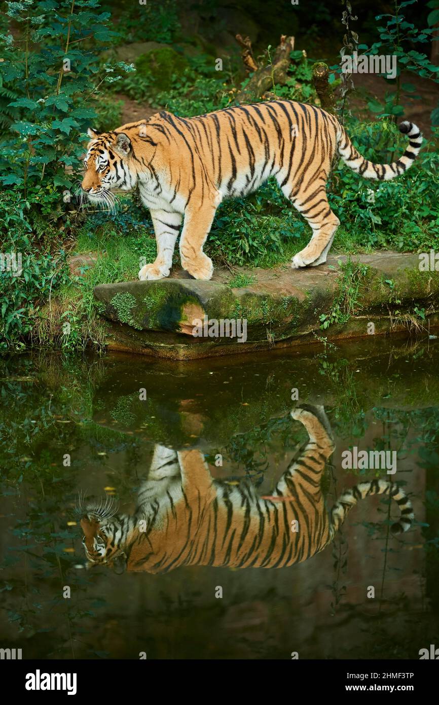 Siberian tiger (Panthera tigris altaica), beside a little lake, captive ...