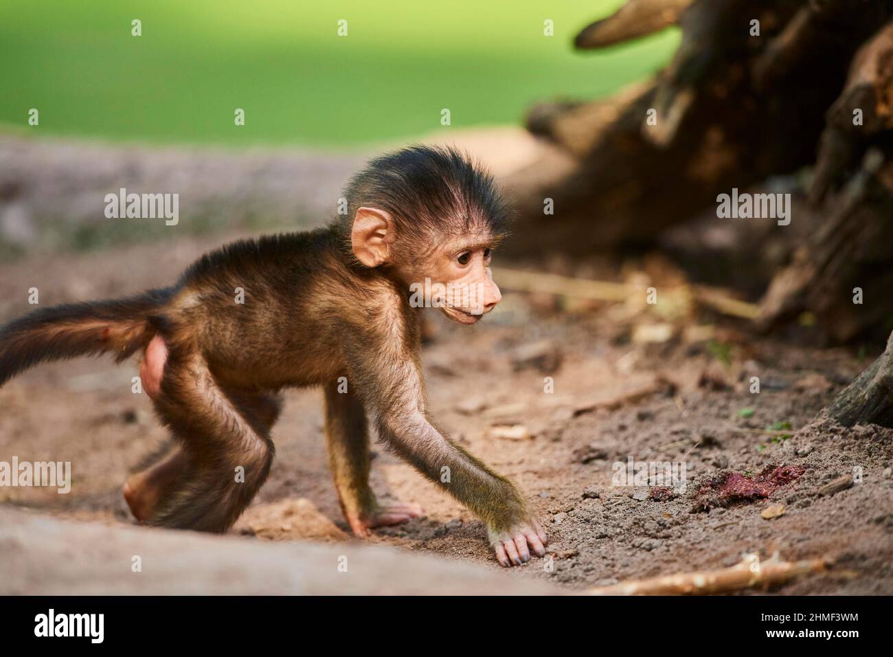 Guinea baboon (Papio papio), youngster, captive, Germany Stock Photo ...