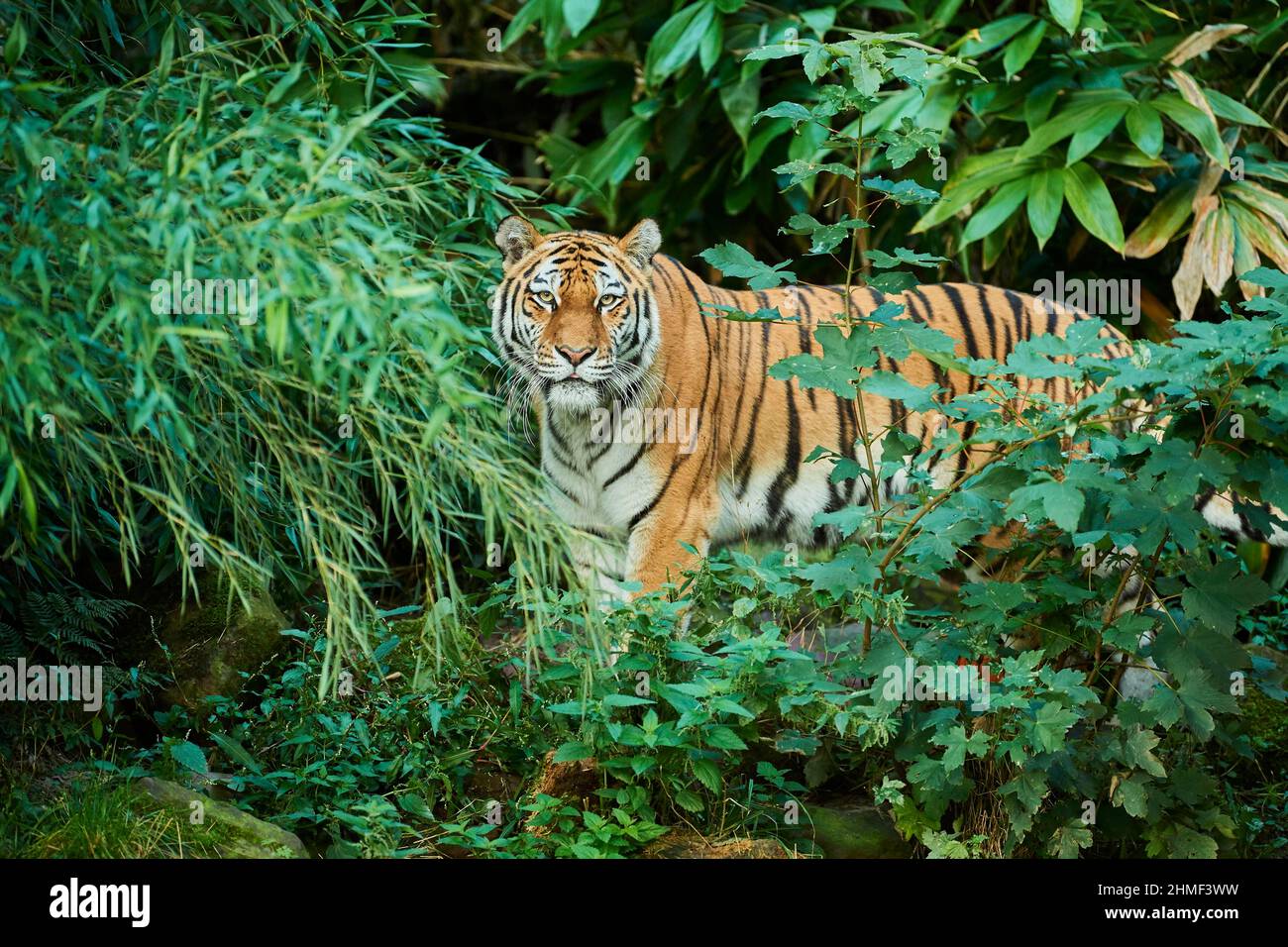 Siberian tiger (Panthera tigris altaica), standing in the bushes ...