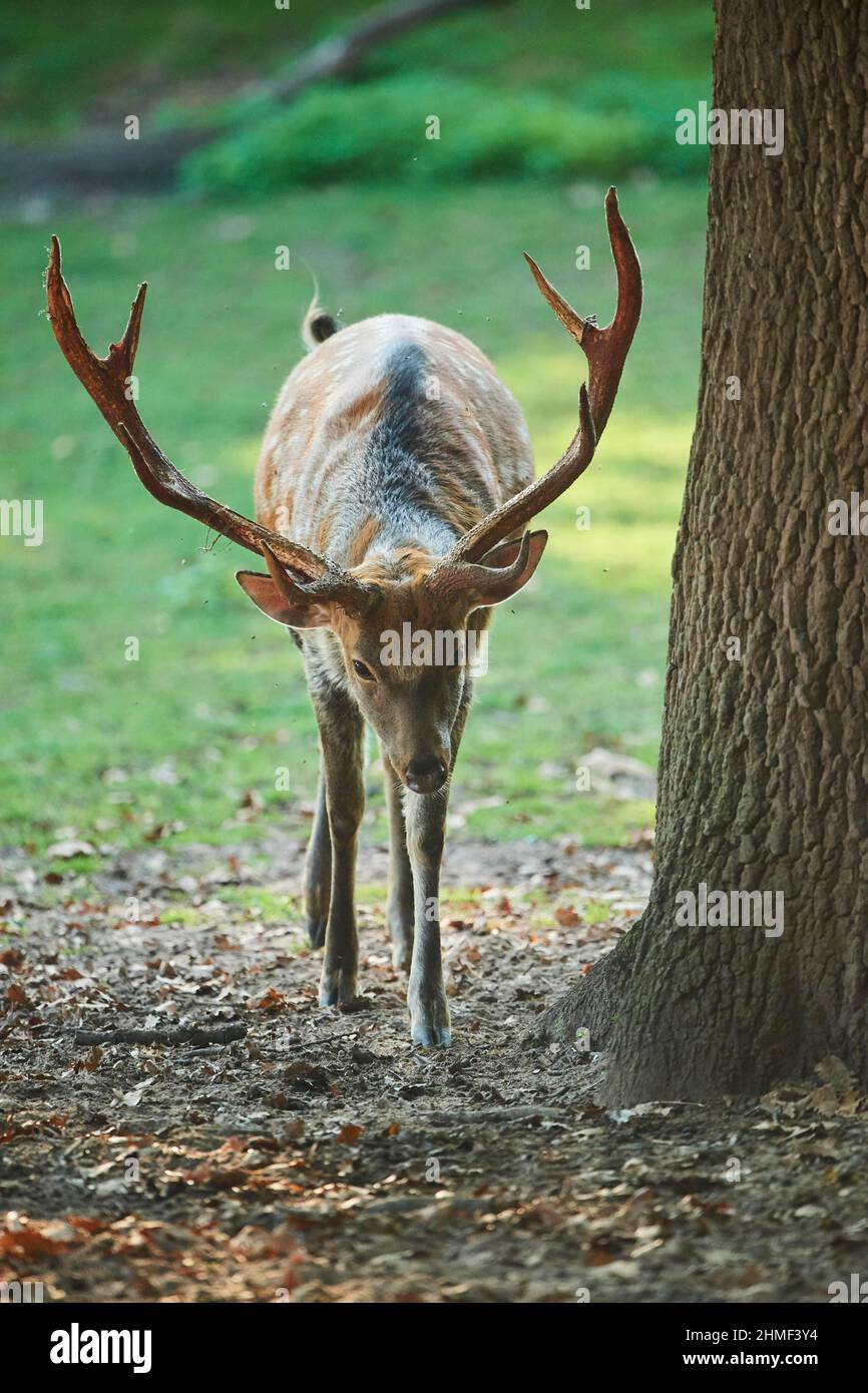 Sika deer (Cervus nippon) male, standing beside a tree, Bavaria ...
