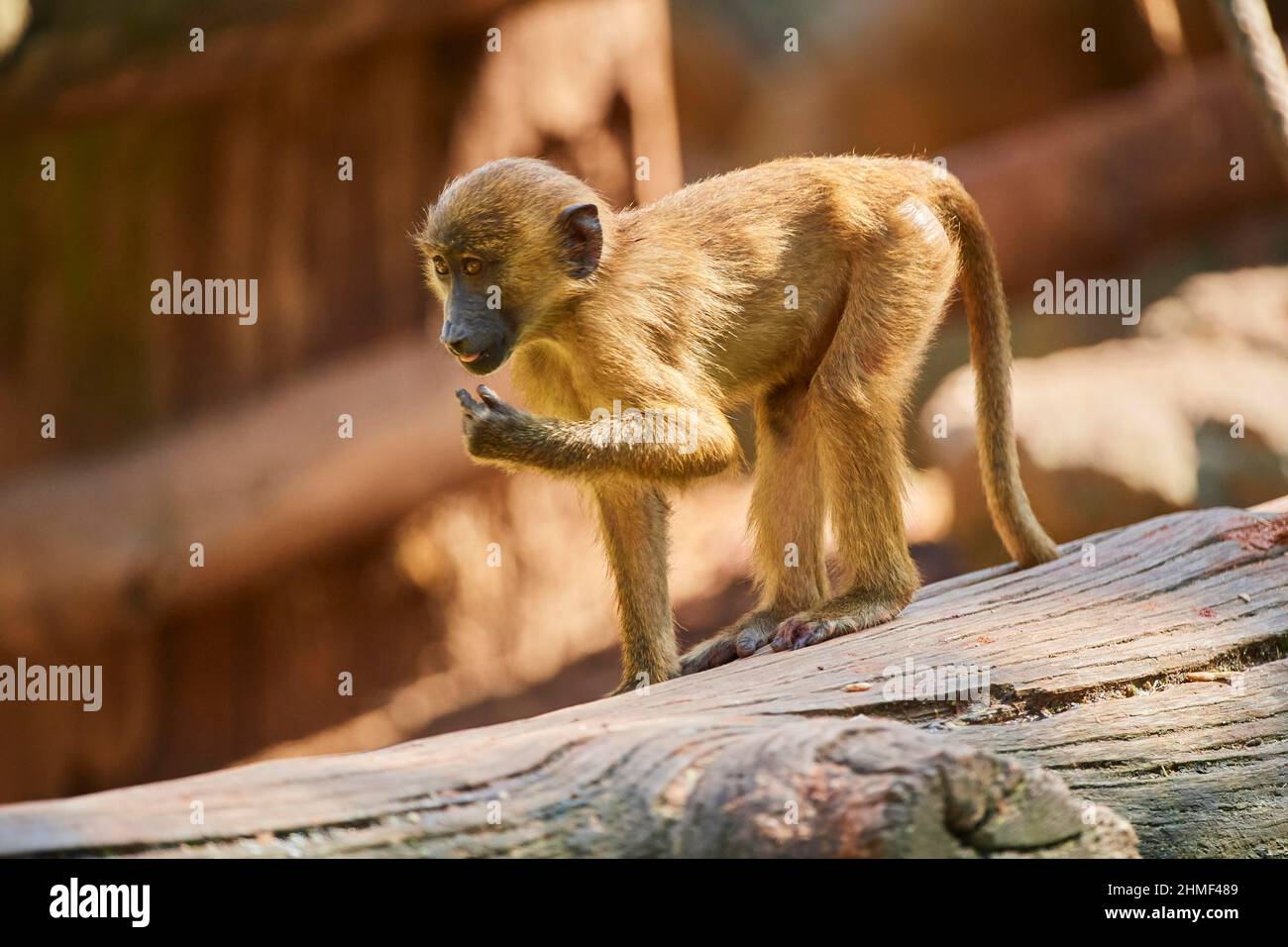 Guinea baboon (Papio papio), eating, captive, Germany Stock Photo - Alamy
