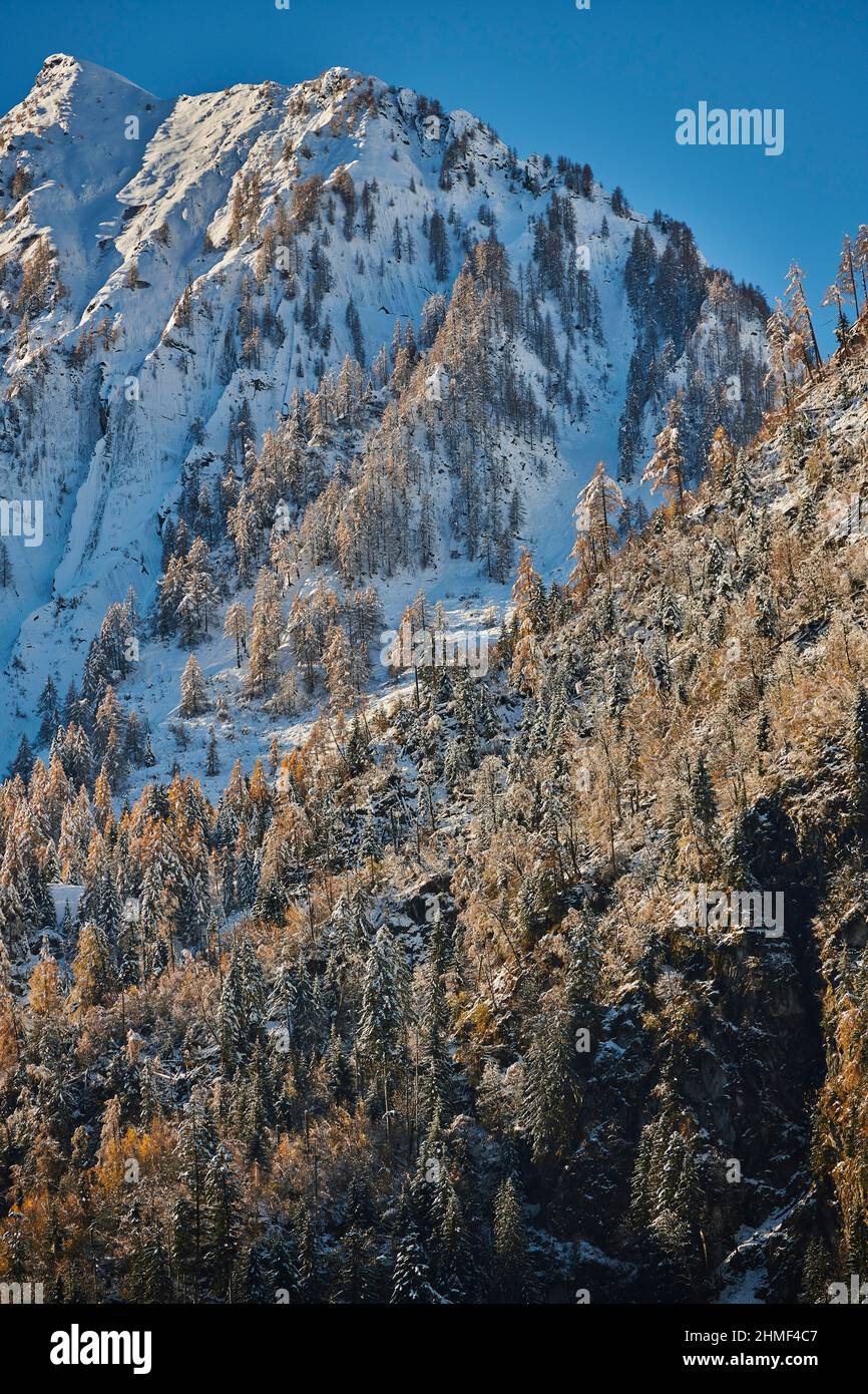 Snowy Mountains with colored European larch (Larix decidua) trees ...