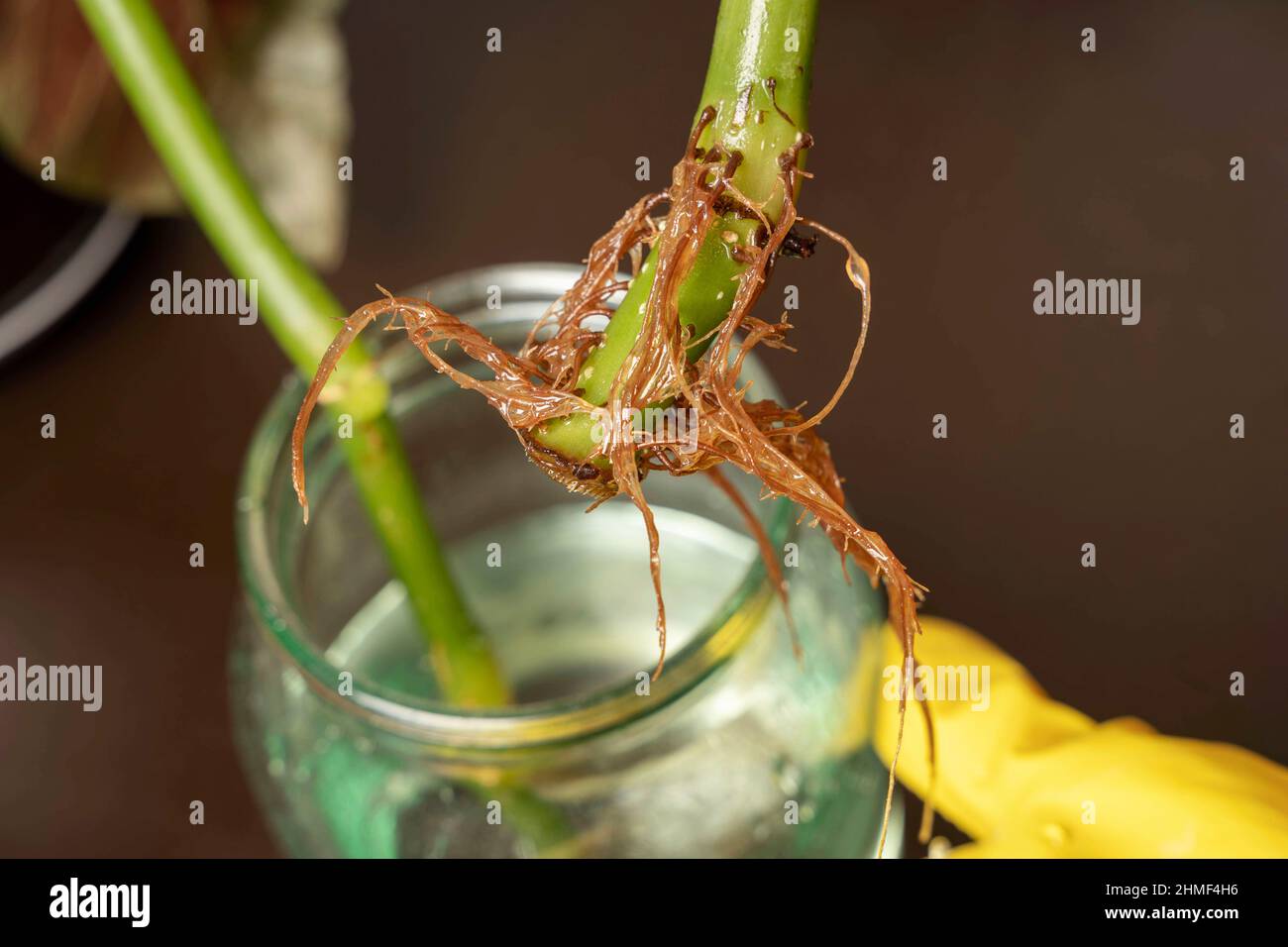 Hands in rubber gloves hold the stem of a flower with a sprouted root ...