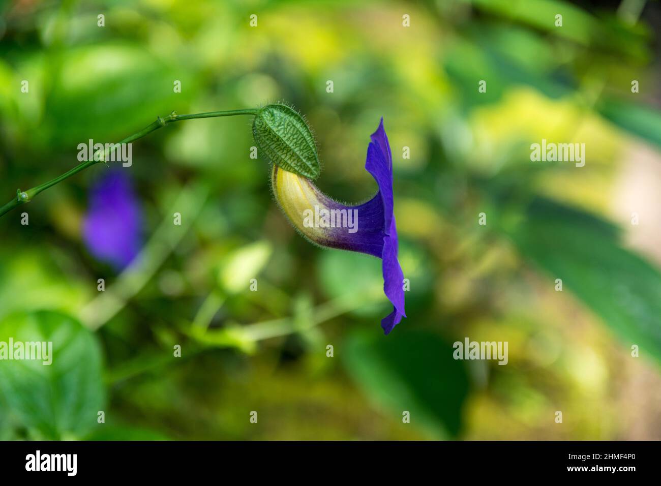 Side view of King's mantle flower Stock Photo - Alamy
