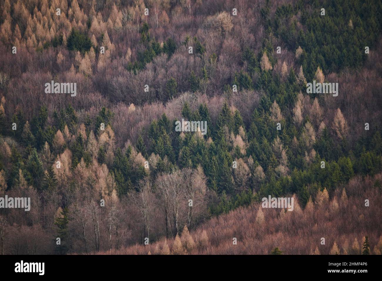 Common beech (Fagus sylvatica), Norway spruce (Picea abies) and ...
