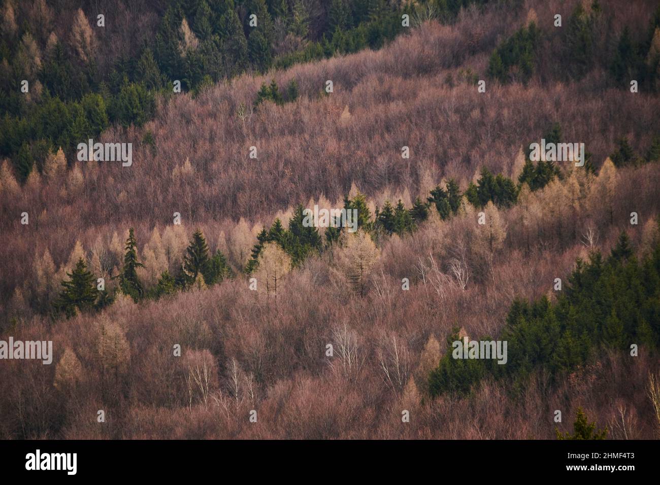 Common beech (Fagus sylvatica), Norway spruce (Picea abies) and ...