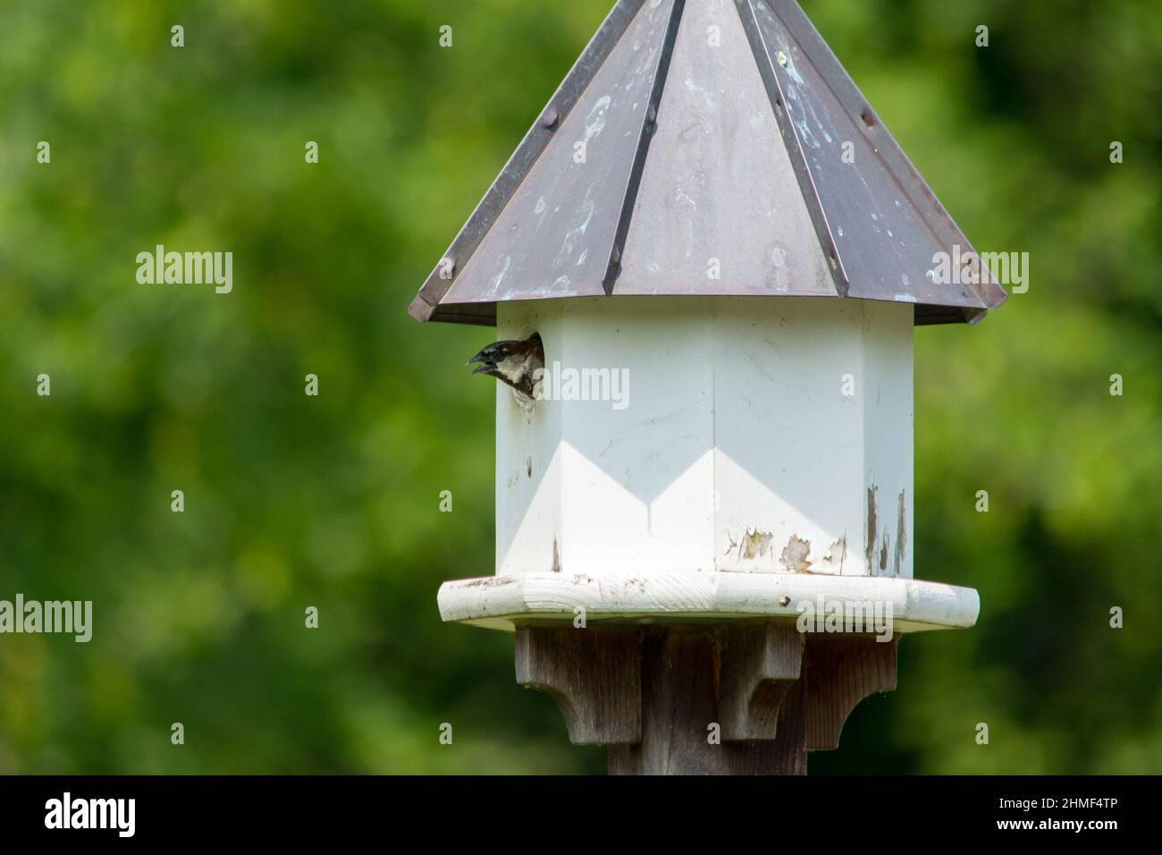 Peaking hiding hi-res stock photography and images - Alamy