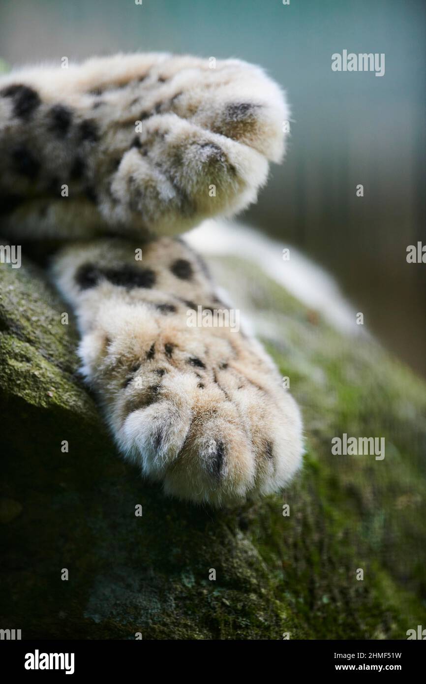 Snow leopard (Panthera uncia) paws, detail, captive, Bavaria, Germany ...