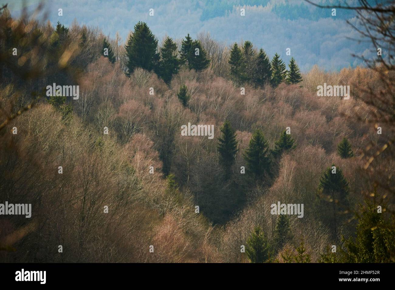 Norway spruce tree czech hi-res stock photography and images - Alamy