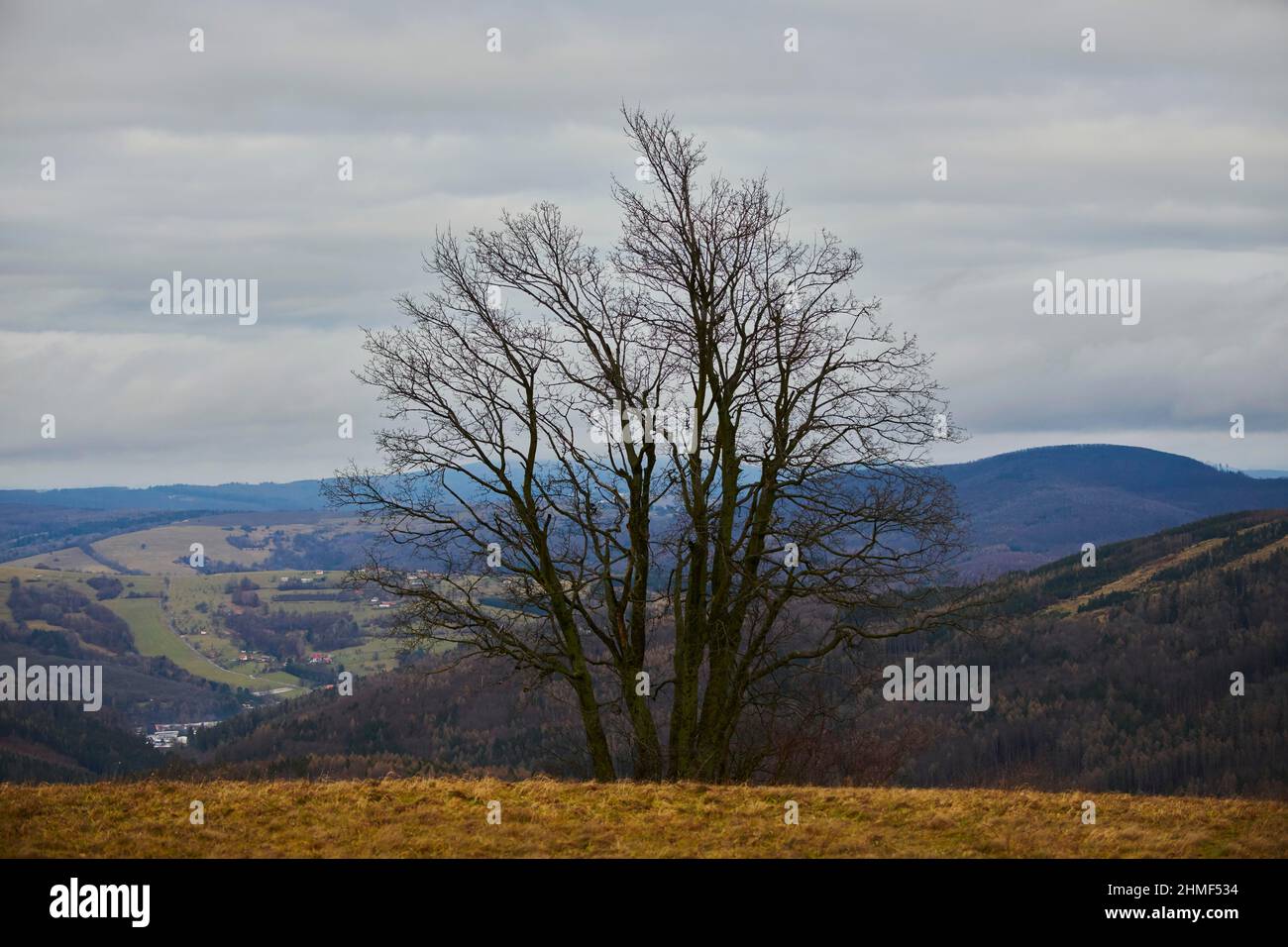 Common hornbeam (Carpinus betulus) tree on a meadow on a rainy day in ...
