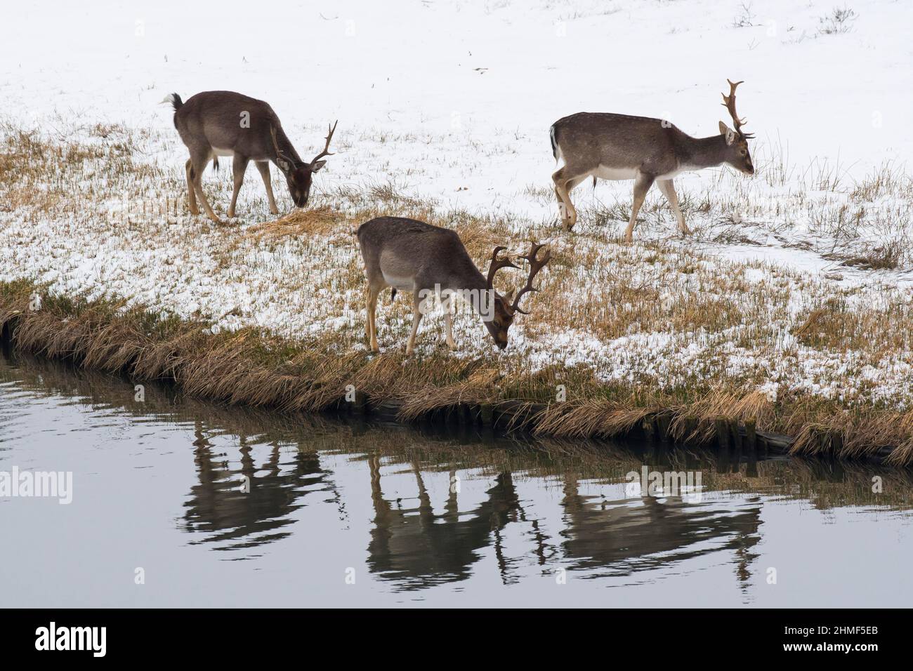 Three fallow deer (Dama dama), reflection in the water, Province of ...