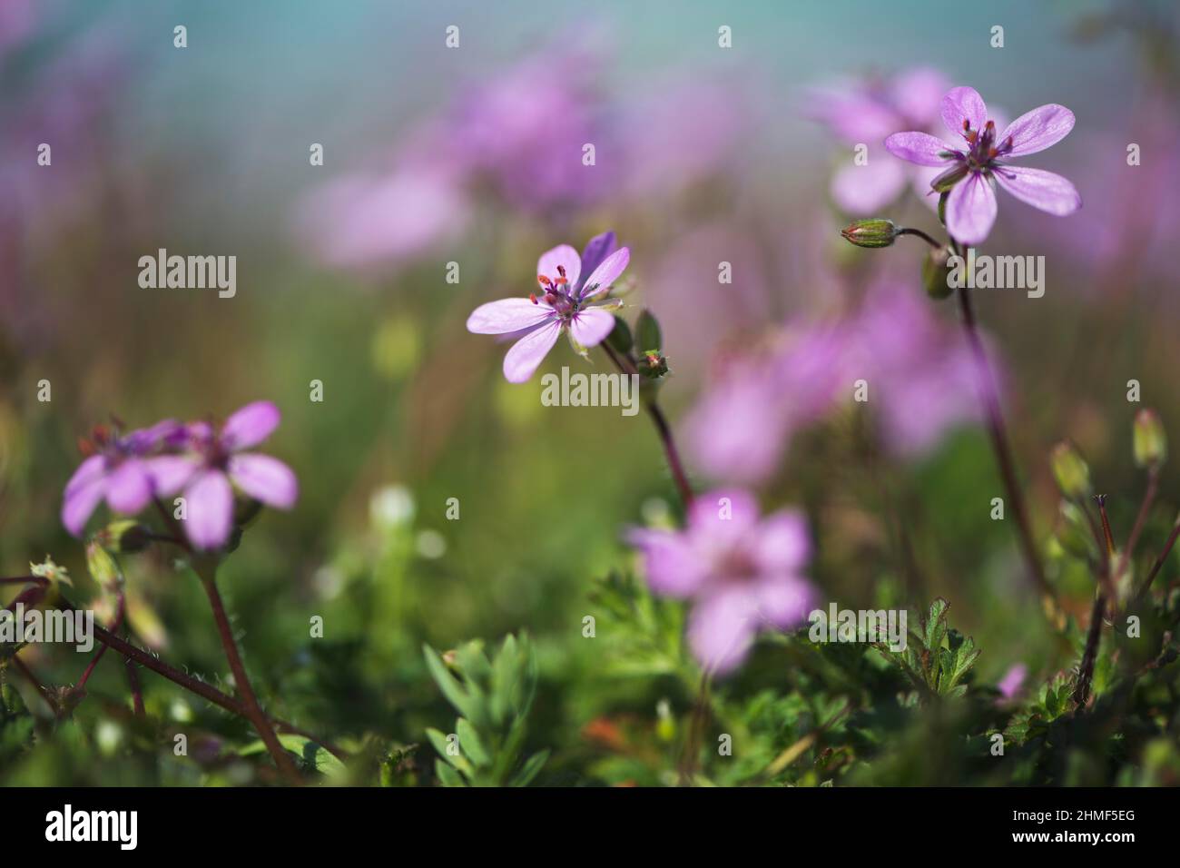 Filaree hi-res stock photography and images - Alamy