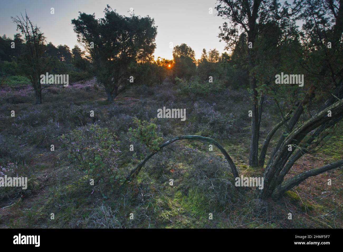 Common juniper (Juniperus communis), sunrise in juniper grove, Emsland ...