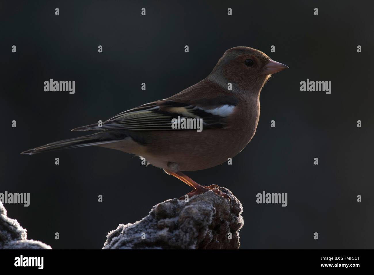 Northern chaffinch hi-res stock photography and images - Alamy