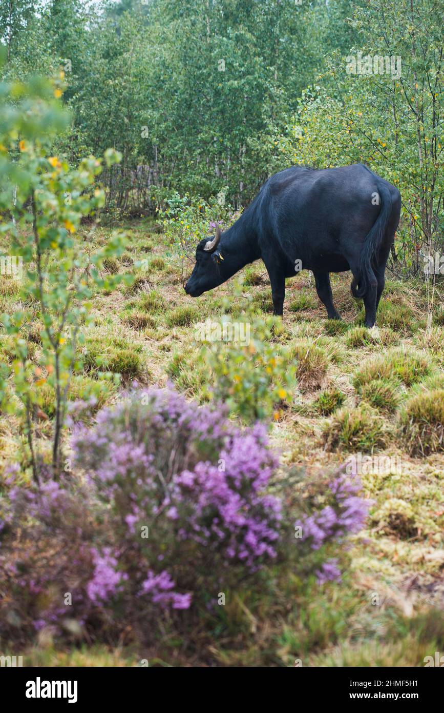 Cattle keeper hi-res stock photography and images - Alamy