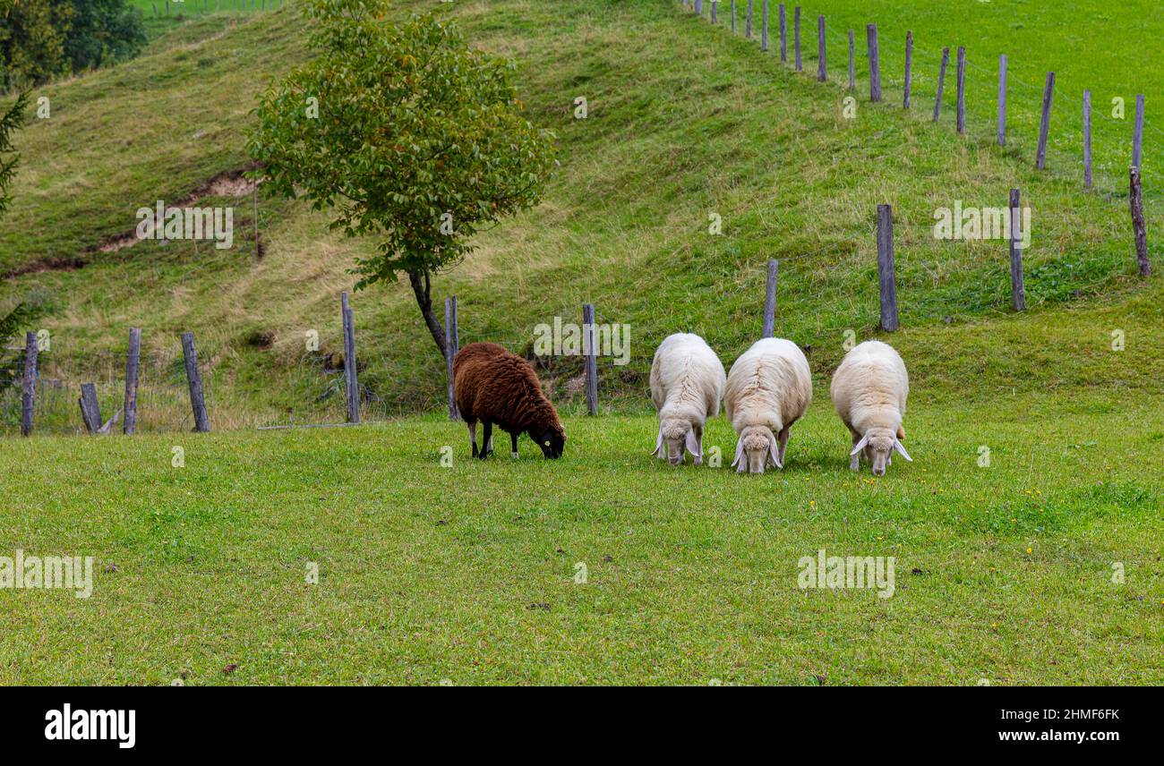 Sheep on a mountain pasture in Berchtesgadener Land, Berchtesgaden ...
