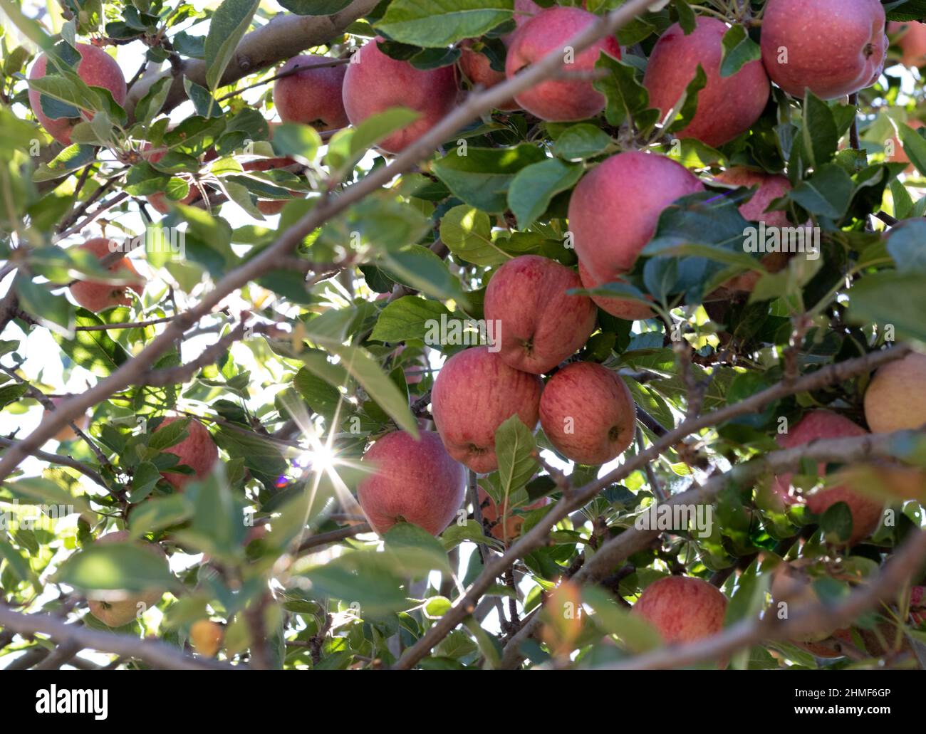 Branch full of fresh natural organic ripe Red Heirloom Delicious ...