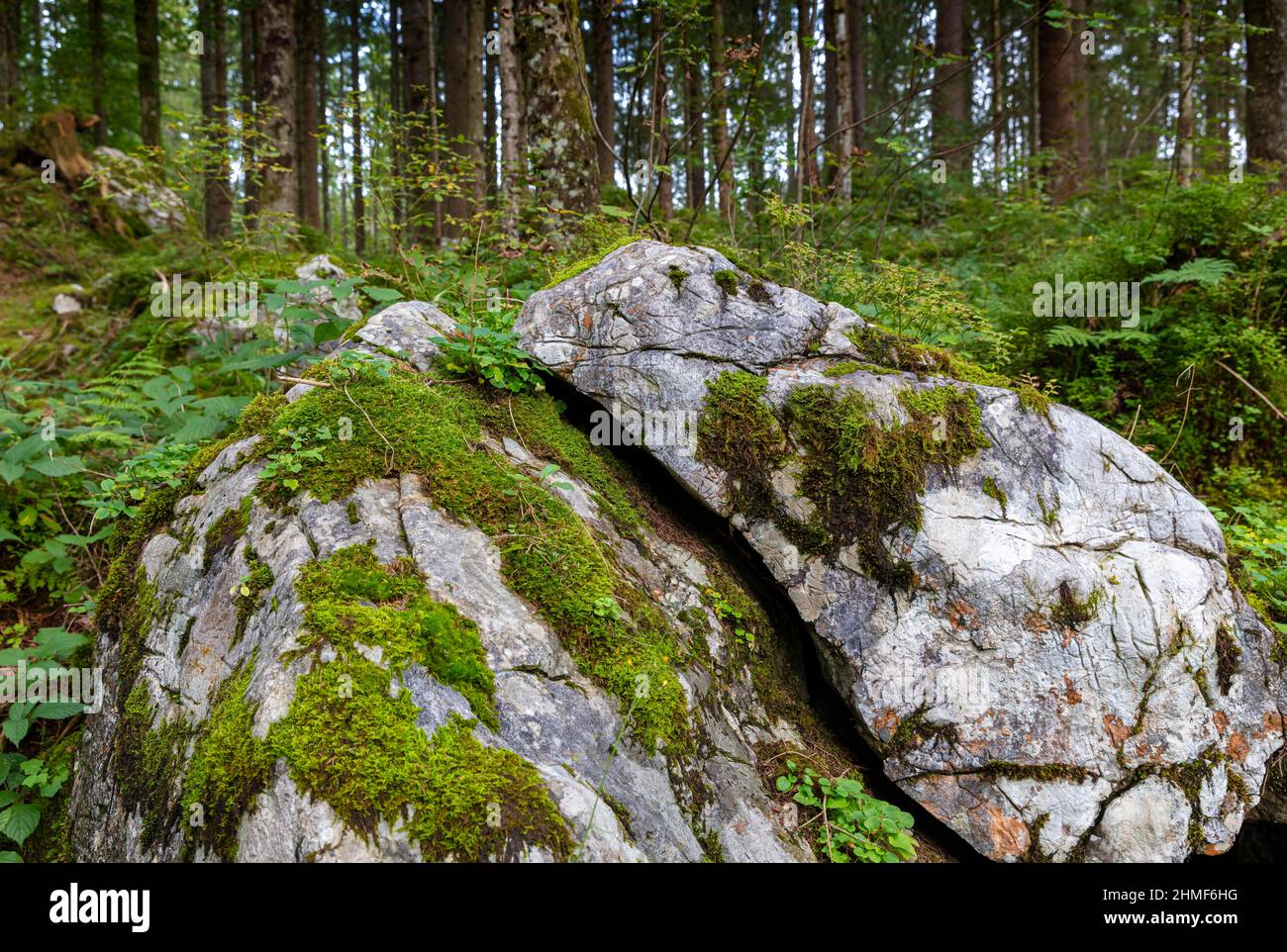 Boulders in the forest at Hintersee, Ramsau bei Berchtesgaden, Bavaria ...