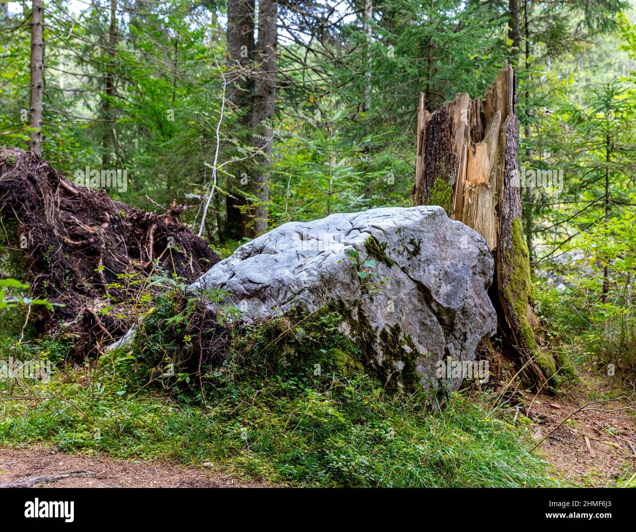 Boulders in the forest at Hintersee, Ramsau bei Berchtesgaden, Bavaria ...
