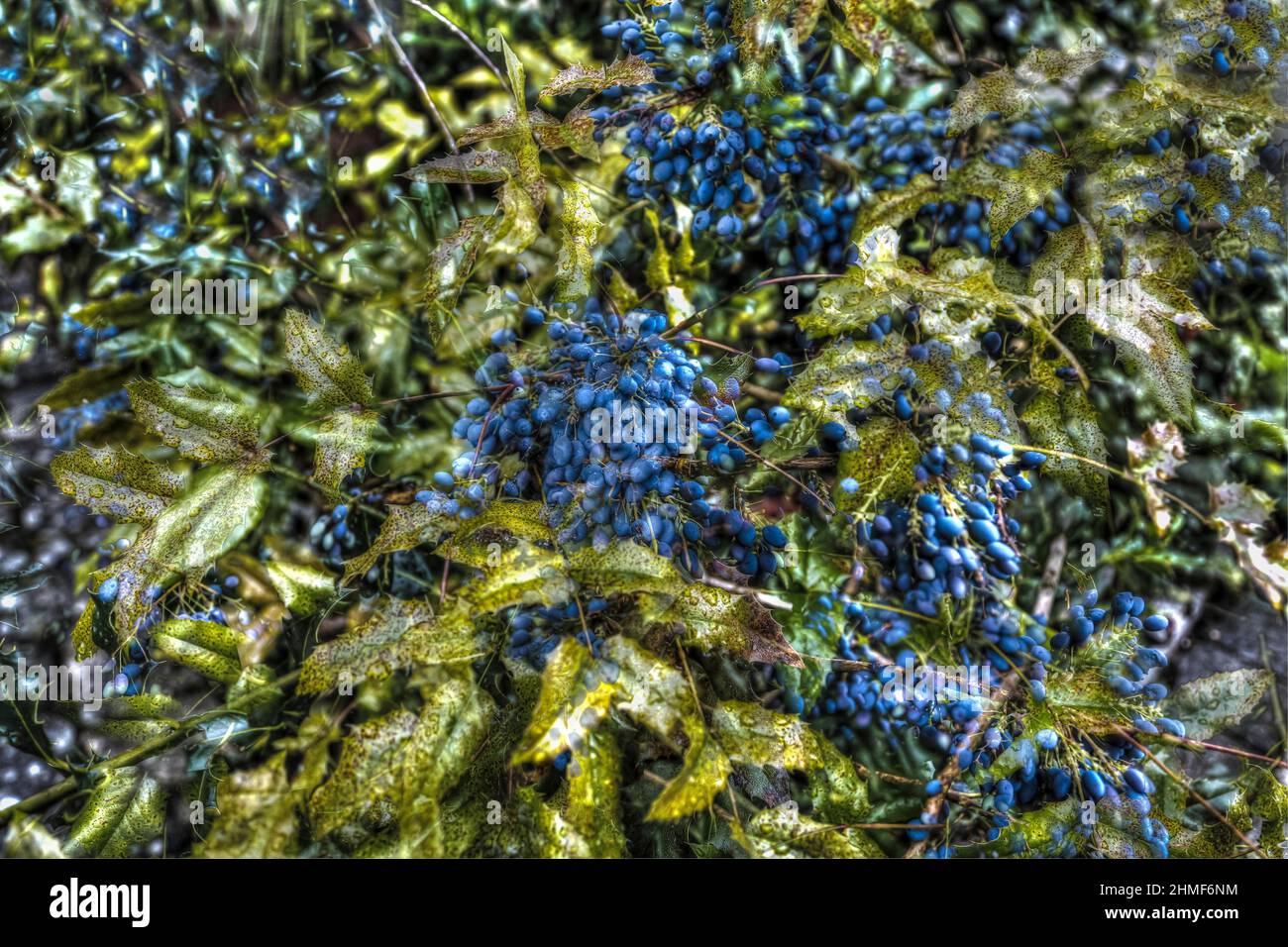 Hollies (Ilex), holly pods, alienated plants, Garten kreativ, Germany ...