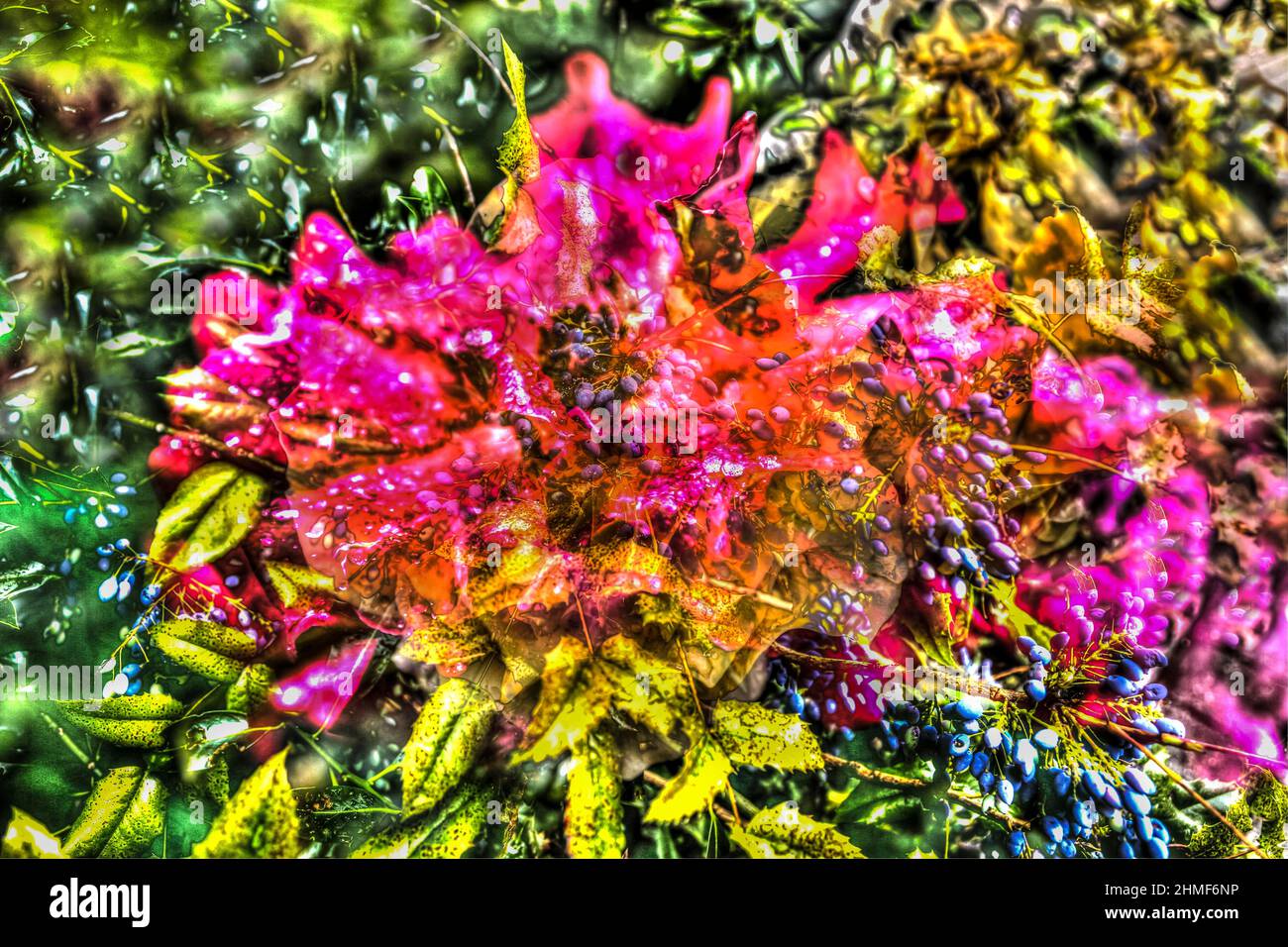 Rhododendron (Rhododendron aureum), hollies (Ilex) also pods pods pods ...
