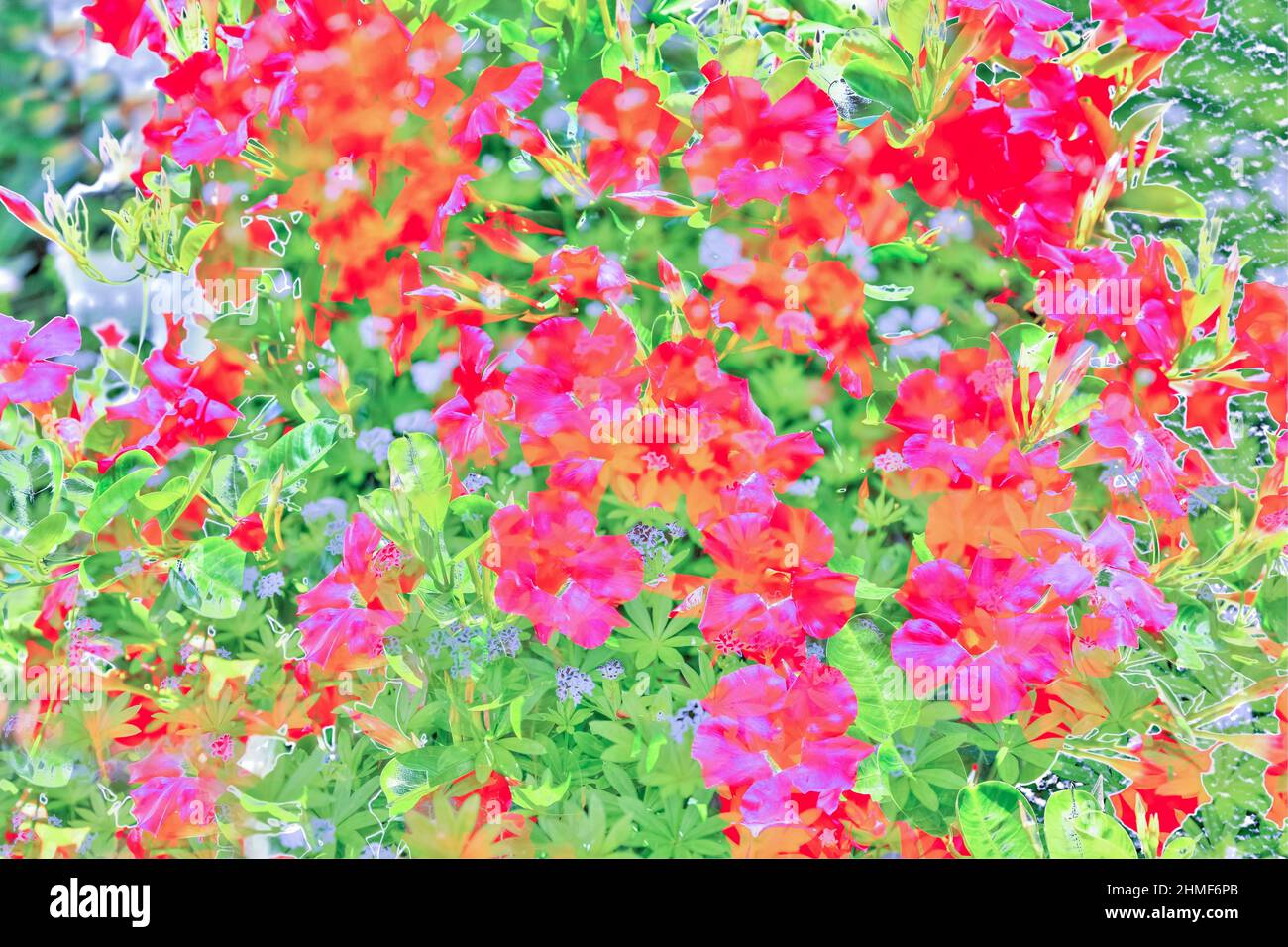 Funnel flowers (Dipladenia), plants, garden creative, alienated flowers ...