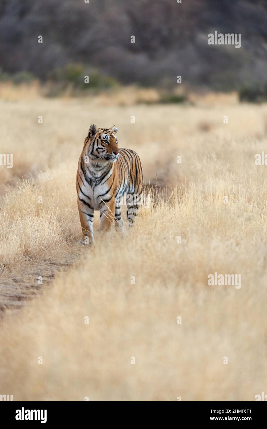 Bengal tiger (Panthera tigris tigris) observes its surroundings, Tiger ...