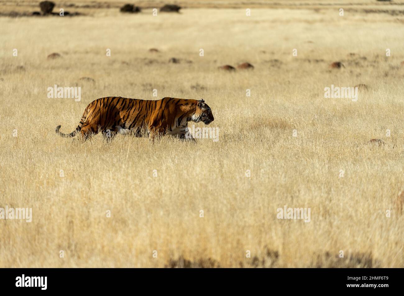 Bengal tiger (Panthera tigris tigris) walks through tall grass, Tiger ...