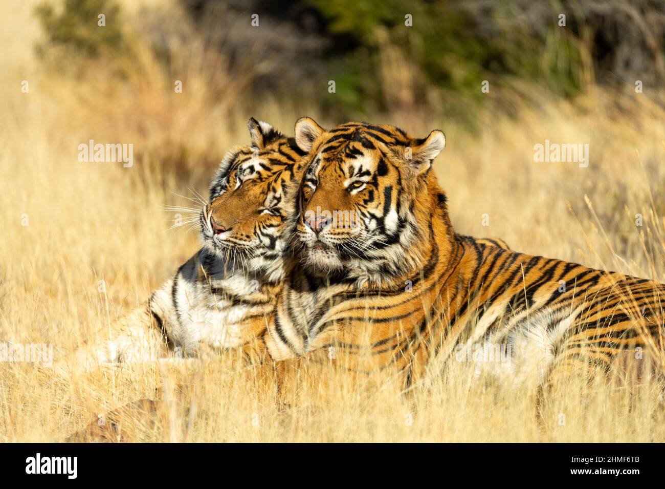 Tiger Cubs Cuddling A Shredded Human Hand