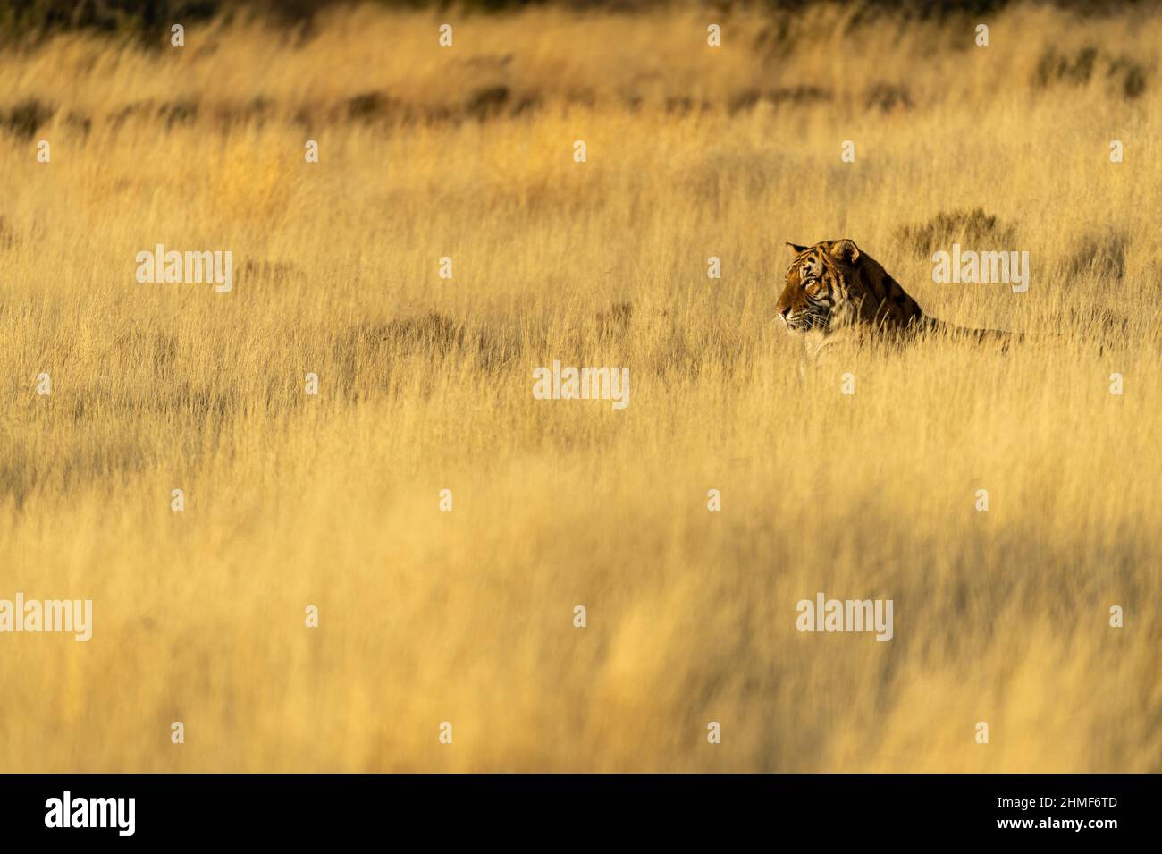 Bengal tiger (Panthera tigris tigris) Lying in the tall grass in the ...